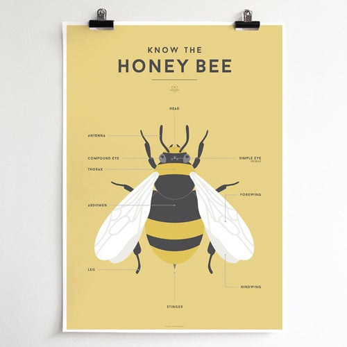 Shop Kids Posters Singapore | Educational Chart Honey Bee